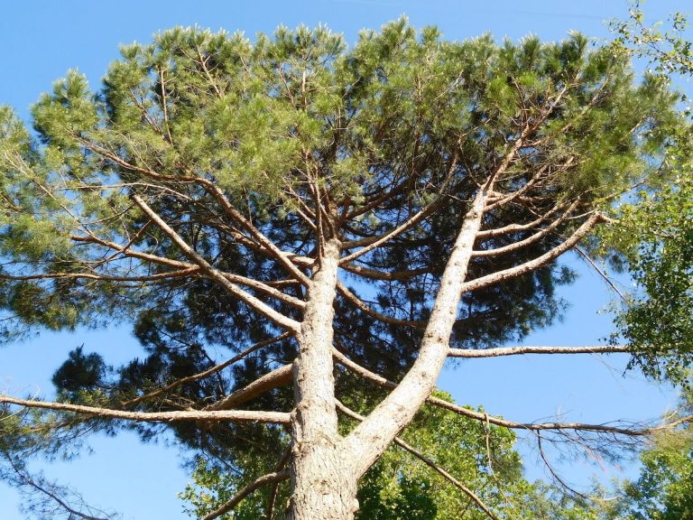 Pin Parasol (Pinus Pinea) : quel prix ? - Maison de Chloé